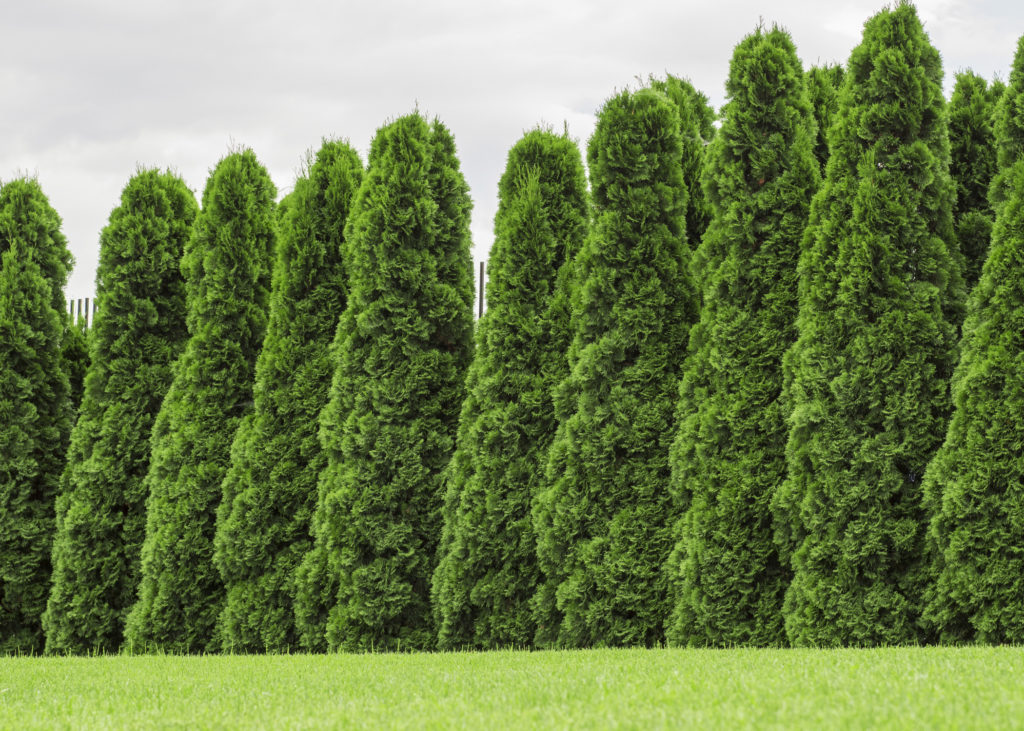 Evergreen - Sara's Garden & Nursery